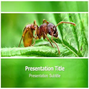 Amazon Ant Powerpoint Template Ant Powerpoint PPT Templates Software