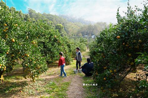 桔滿緣寶山農場 滿山黃橙橙橘子隨你採，入園100元橘子吃到飽，新竹採橘秘境旅遊walkerland窩客島