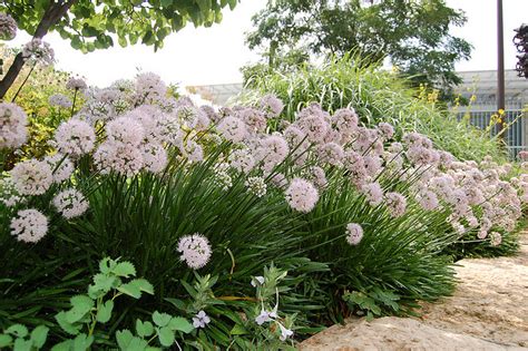 Allium Summer Beauty Roots Nursery
