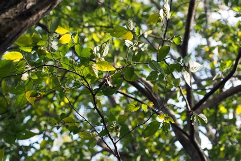 Muku Tree Aphananthe aspera ムクノキ harum koh Flickr