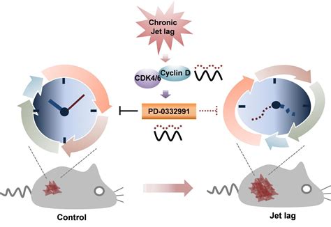 Circadian Rhythm Disruption Tips The Cell Cyc Eurekalert