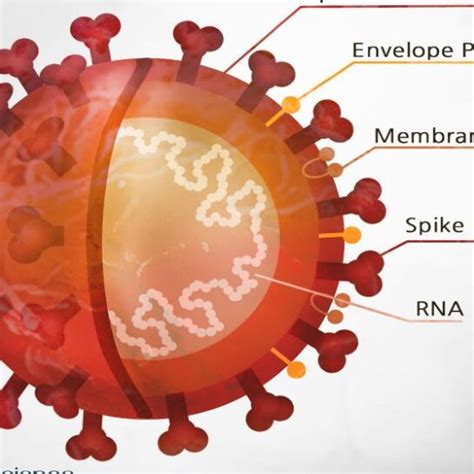Structure Of Sars Cov 2 Download Scientific Diagram