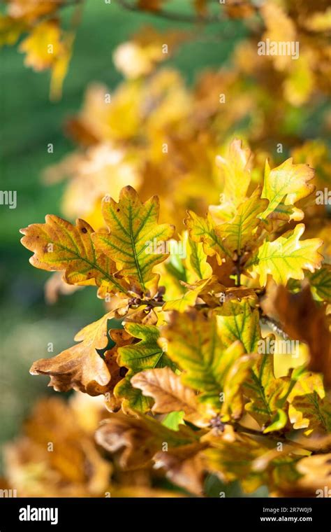 Green Oak Leaves Turning Rust Colour In Autumn In The Cotswolds Oxfordshire Stock Photo Alamy