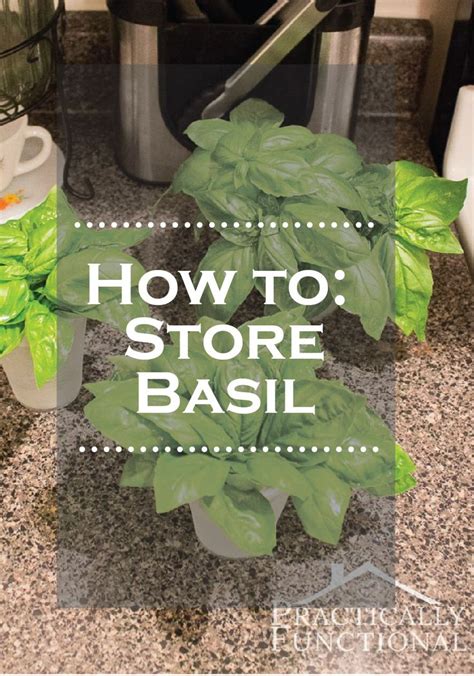 How To Store Fresh Basil Storing Fresh Basil Storing Basil Basil