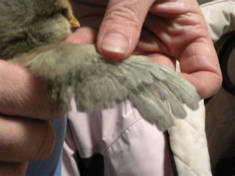 Can Week Old Ee Chicks Be Feather Sexed