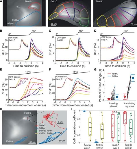 Contrast Polarity Specific Mapping Improves Efficiency Of Neuronal Computation For Collision