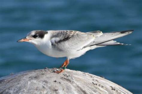 Rare Tern Returns To Bermuda But Breeding Hopes Are Dashed The Royal