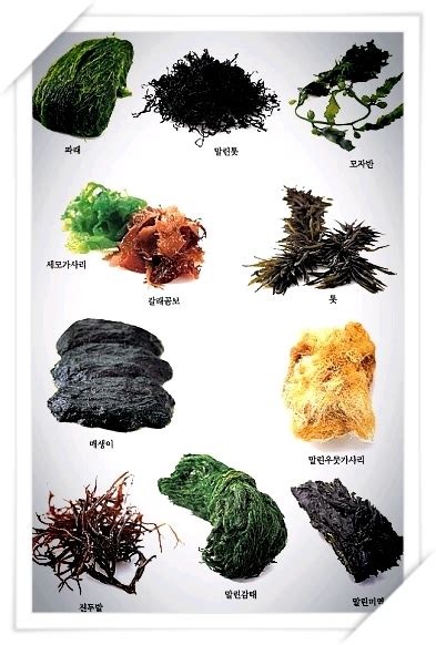 해조류의 종류와 특징 네이버 블로그