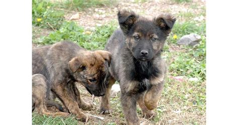 Районните кметове ще броят кучетата в София