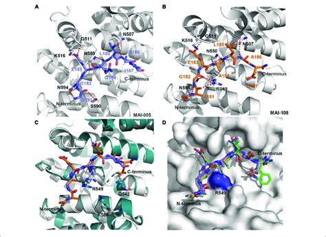 A The Interactions Of APC And MAI 005 APC Is Shown As A Cartoon Download Scientific