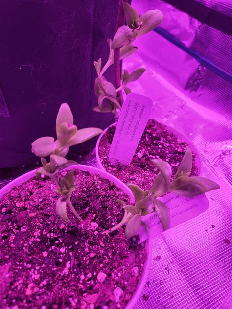 Kanna Plant Growth After 14 Days Rkanna