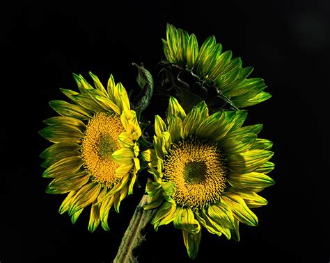 Фотография цветок Подсолнухи втроем на черном фоне Крупным планом
