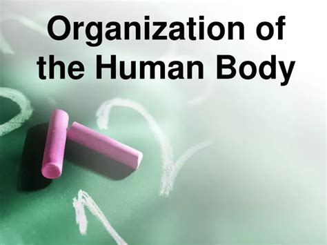 Ppt Organization Of The Human Body Powerpoint Presentation Free