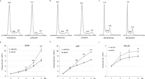 Overexpression Of Mir 212 Altered Cell Cycle Status And Promoted Cell