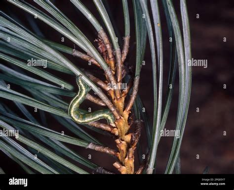 Bordered White Moth Bupalus Spiniaria Larva Caterpillar Lurches Along Pine Needles Stock