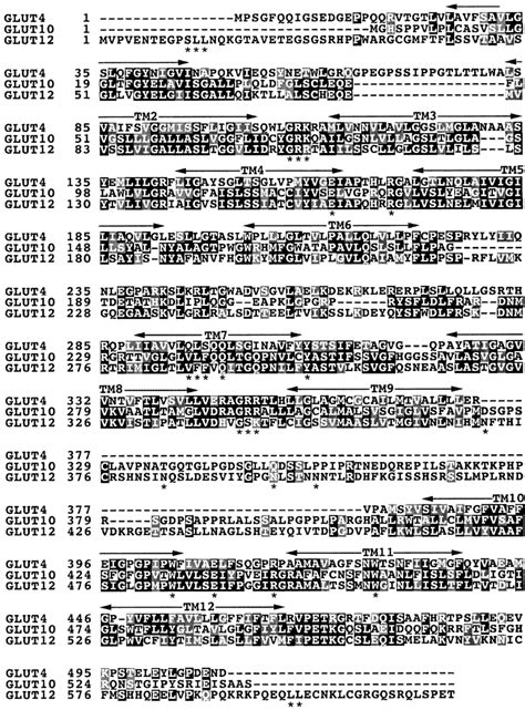Structure Of Glut 12 Alignment Of The Glut 12 Predicted Amino Acid