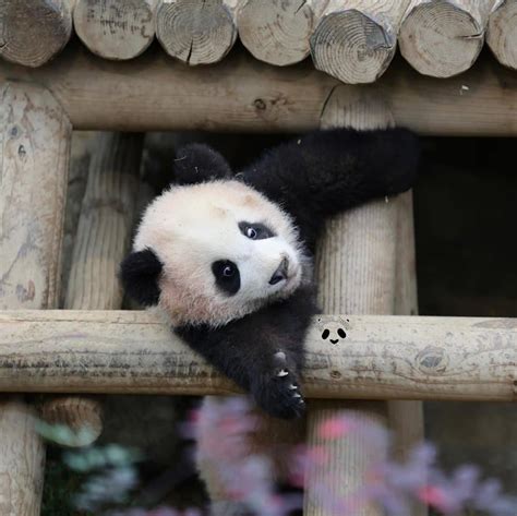 디즈니 애니 어딘가에 있을 거 같이 생긴 루이바오 유머 이슈 Yuldo