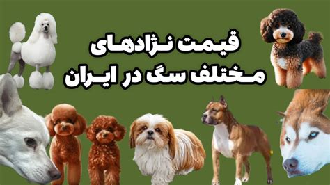 چطور سگ تربیت کنیم قیمت سگ تغذیه سگ نژاد های ایرانی و خارجی سگ پادکست فارسی خیابان ایران