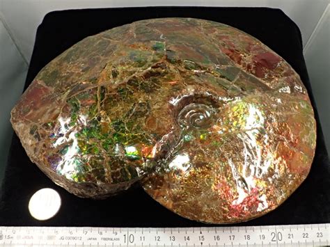 アンモライト 完全体（両面） 23㎝ Aa 化石アンモライト完全体 カナダ アルバータ州産 天然石 高品質 本物をお探しなら
