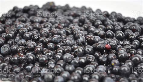 아름다운 정원 배경에 유기농 블루 베리 Vaccinium Myrtillus는 일반적으로 빌베리 Whortleberry 유럽 블루