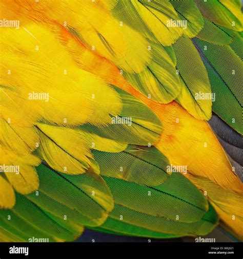Colorful Yellow And Orange Bird Feathers Sun Conure Feathers Texture