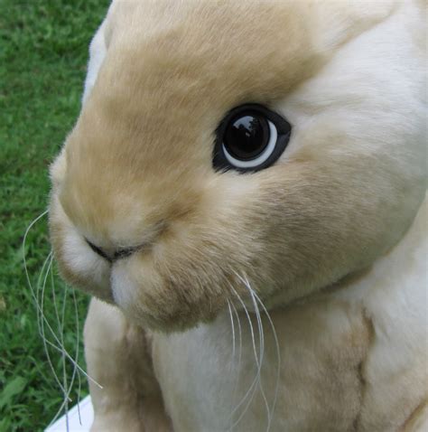 The Inner World Of Emma S Bears Latest Design Realistic Bunny Shape