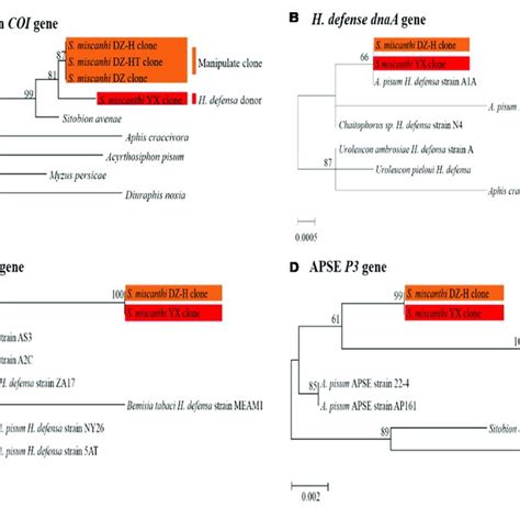 Phylogenetic Trees Were Constructed With Molecular Evidence A Download Scientific Diagram