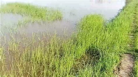 ទេសភាពស្រុកស្រែ Youtube