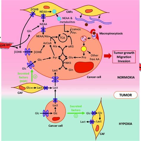 Metabolic Interactions Between The Tumor And Its Microenvironment