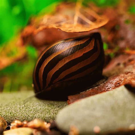 Zebra Snail