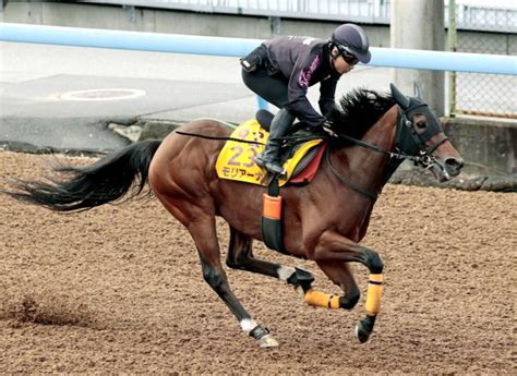 【府中牝馬s】モリアーナに武藤調教師「一発があるならここ」 いつも通りキレのある動き 競馬ニュース Netkeiba