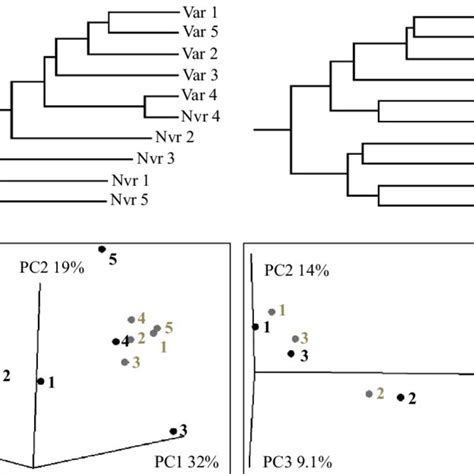 Hierarchical Clustering And Pcoa Based On The Unifrac Distance Matrix