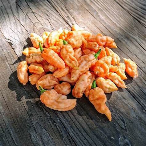 Bleeding Jigsaw Not Chili Pepper Meraki Seeds