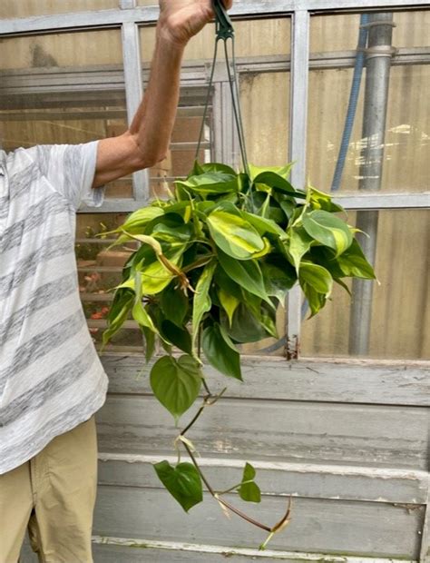 Philo Brazil HB Tri State Foliage In House Availability