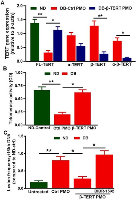 Figure 1 From The Role Of Telomerase Reverse Transcriptase In The