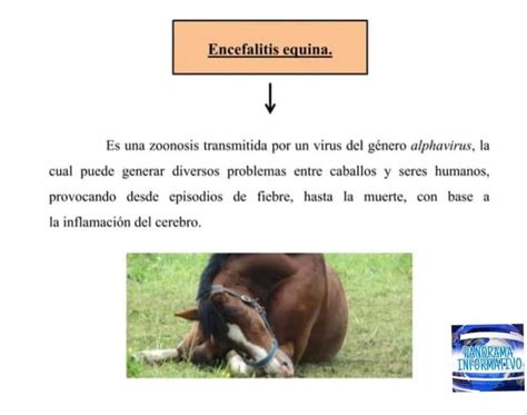 Encefaliomilitis Equina Los Cuidados Y Prevenci N Para Evitar La
