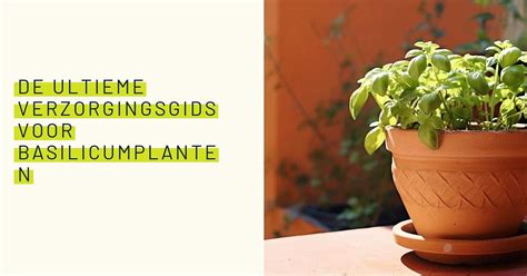 De Ultieme Verzorgingsgids Voor Basilicumplanten