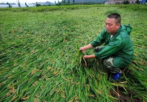 水稻倒伏的原因和应对措施