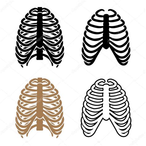 Human Rib Cage Symbols — Stock Vector © Happyroman 25055091