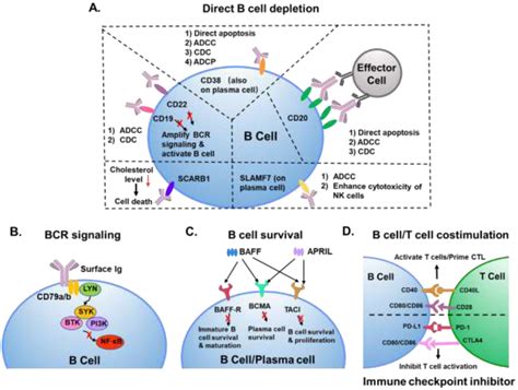 Nanomedicines In B Cell Targeting Therapies Pmc