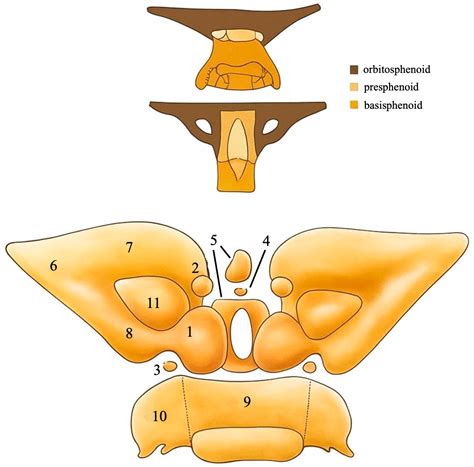 The Developing Human Sphenoid Bone Linking Embryological Development