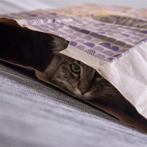 Smartykat Catnip Caves Paper Bag Toy Hideout And Sweet Greens Oat Grass