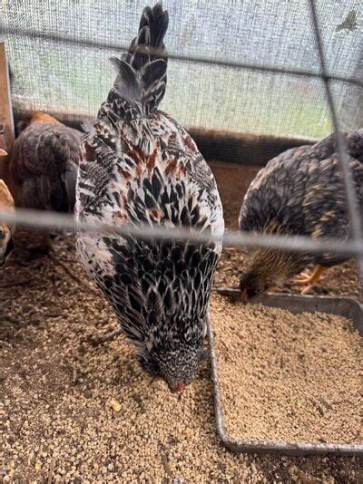 Easter Egger Cockerel Backyard Chickens Learn How To Raise Chickens