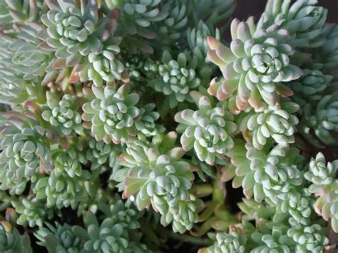 60 Types Of Sedum Plants With Pictures And Identification