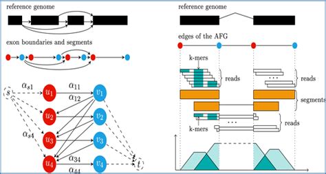 FreePSI An Alignment Free Approach To Estimating Exon Inclusion Ratios Without A Reference