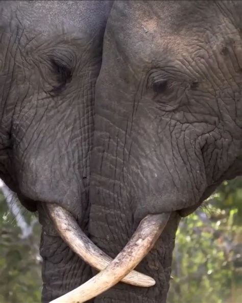 Silvermoon424 On Tumblr