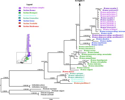 A Portion Of The Majority Rule Consensus Tree Inferred From Bayesian