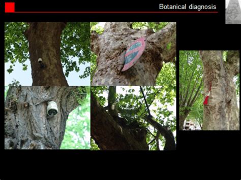 Actual Situation Of Historical Tree Alignment Download Scientific Diagram