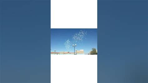 رها سازی کبوتر زیبا Music Edm کبوتر کبوترمسافتی کبوتربازی کبوترها