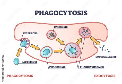 Phagocytosis As Cellular Ingesting And Eliminating Process Outline